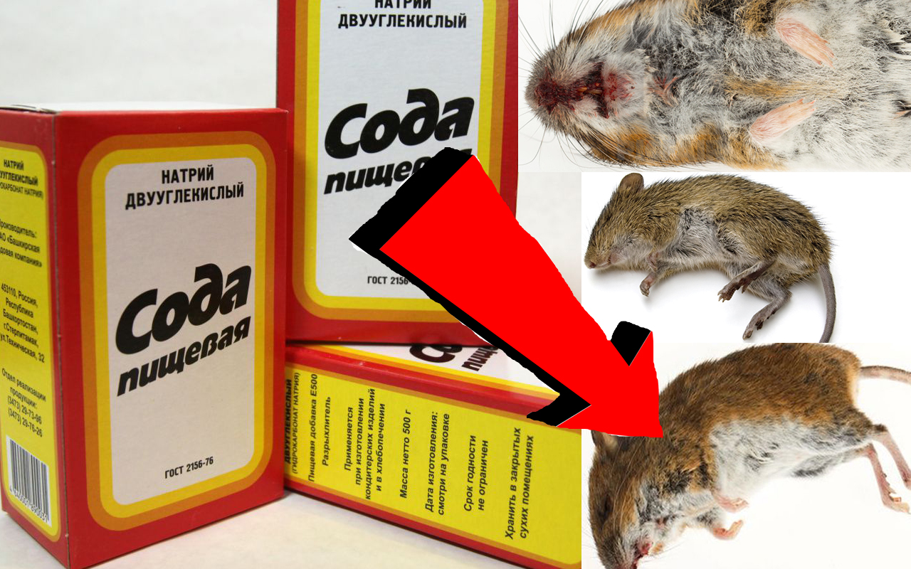 Как Быстренько избавиться от мышей навсегда За 3 Секунды!!!.....