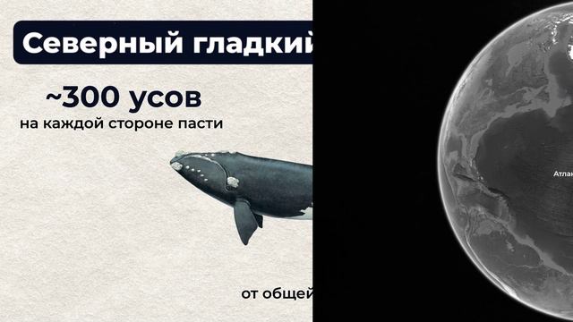 Северный гладкий кит