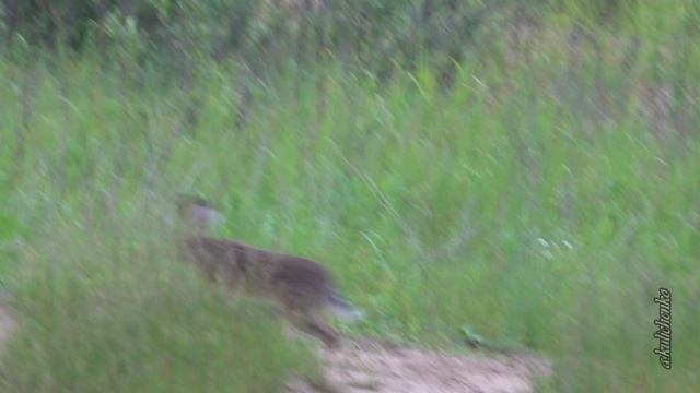 ВСТРЕЧИ НА ДОРОГАХ