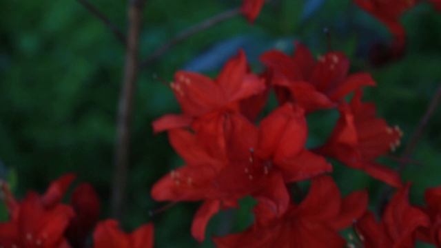 20190602 Рододендроны