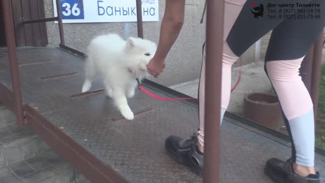 Прогулка с щенком. Дружкова Юлия и самоед Чандра. Тольятти, 17 июля 2022.