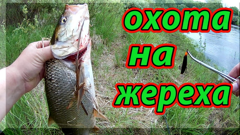Ловля крупного Жереха спиннингом Весной на Всплеск. Как я Жереха ловил. Лягушки ржали, как кони.