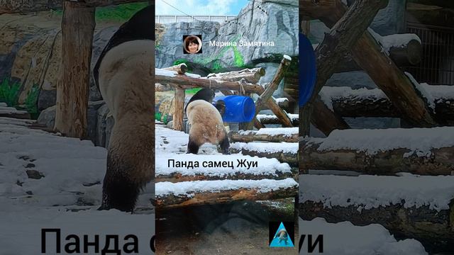 Панда самец Жуи играет с бочкой.