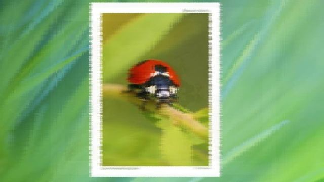 В объективе насекомые