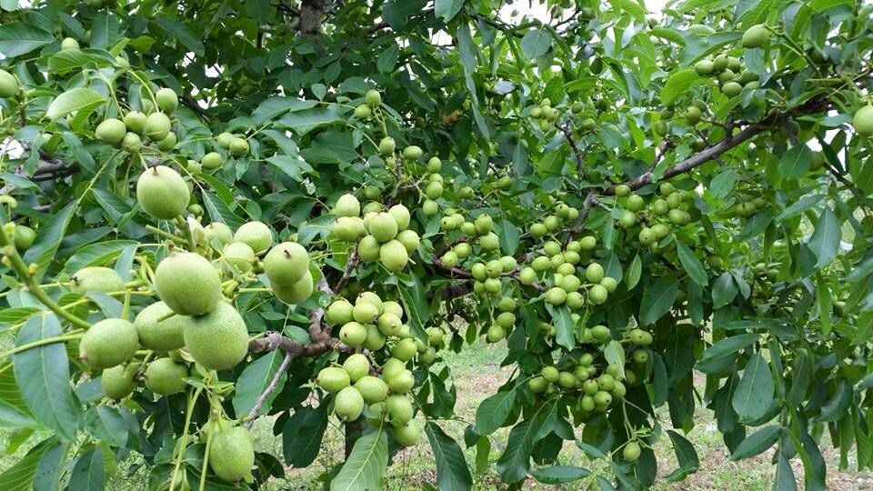 Технология выращивания грецкого ОРЕХА #garden #farm