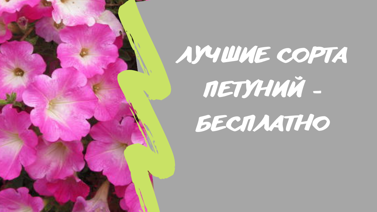 Лучшие сорта петуний - бесплатно? Как это сделать??