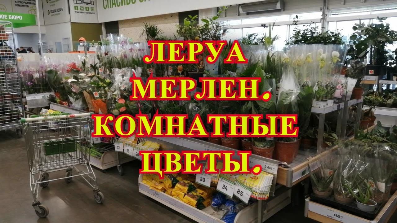 Леруа Мерлен. Комнатные цветы, орхидеи и кактусы.