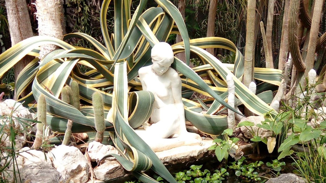 Никитский ботанический сад. Кактусовая оранжерея. Ялта Крым