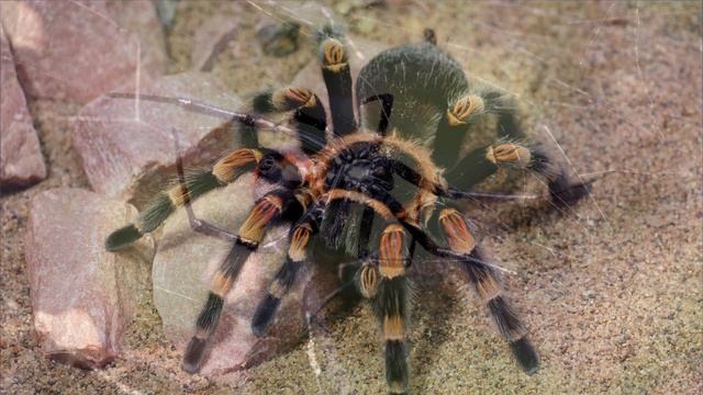 §31 "Здоровье человека и безопасность жизни", Биология 5 класс, Сивоглазов, Плешаков.mp4