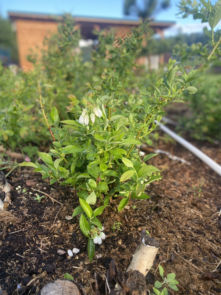 Обзор голубика  3 июня 2024 года 