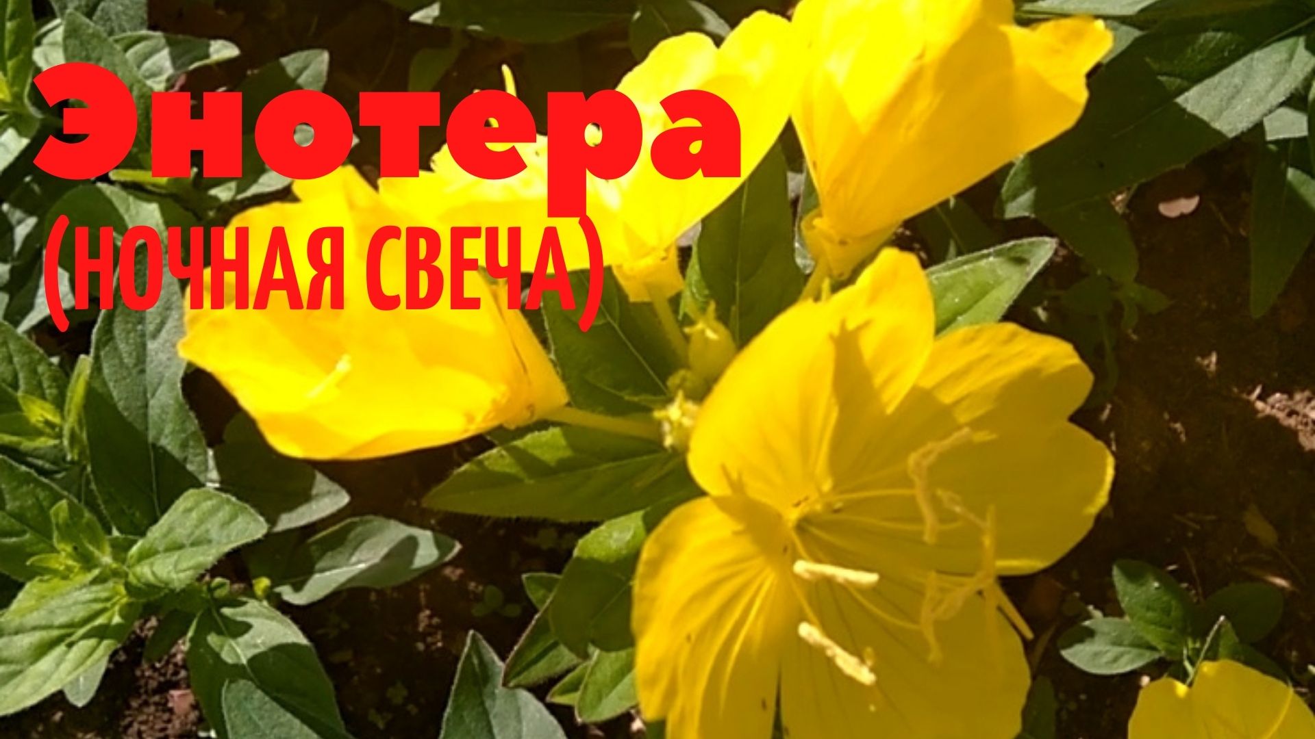 Энотера ( ночная свеча).  Любимица садоводов в наших широтах .