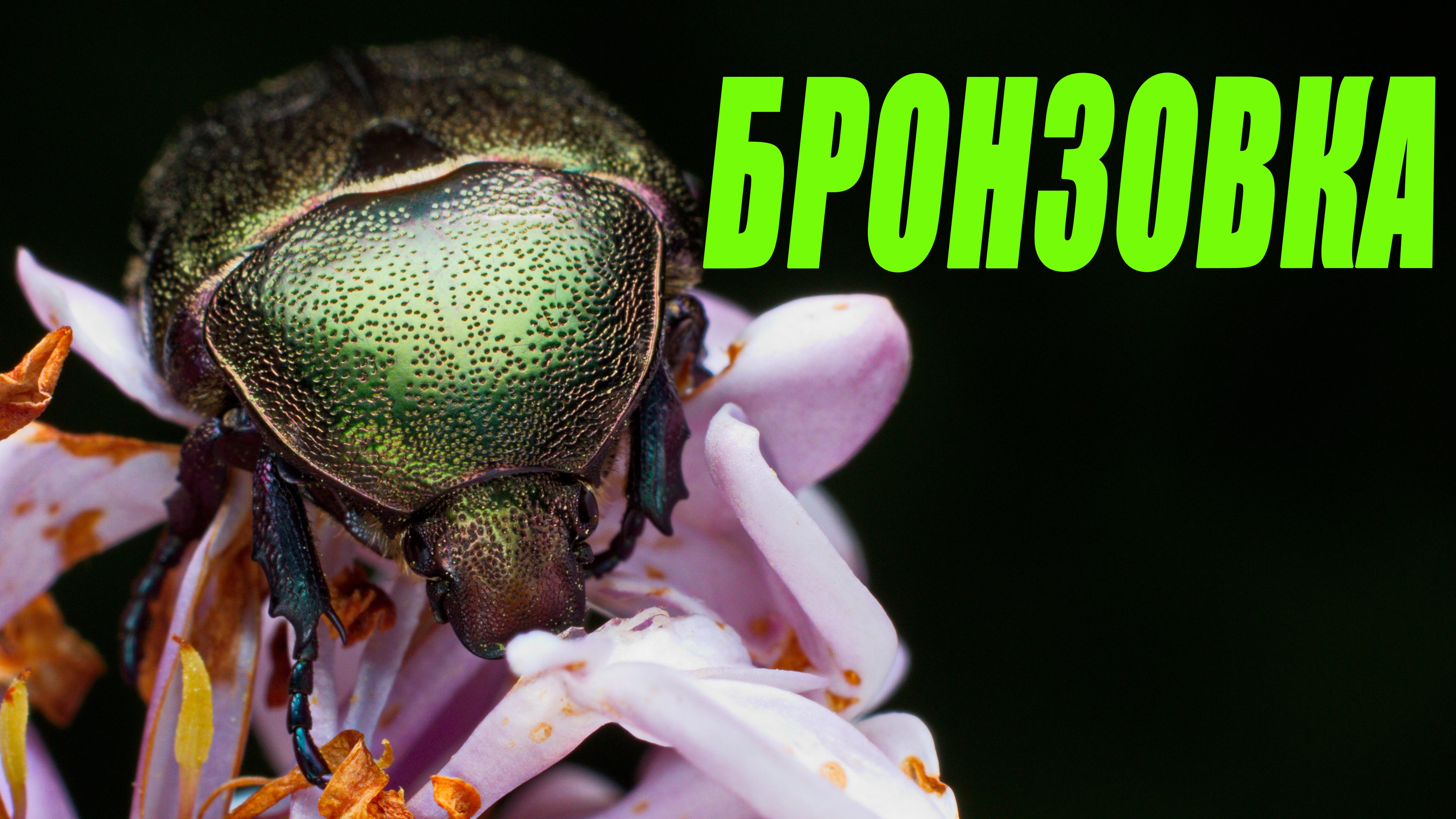 ЖИВОЙ ИЗУМРУД, БРОНЗОВКА ЗОЛОТИСТАЯ/ МИЛЛИМЕТРОВАЯ ВСЕЛЕННАЯ