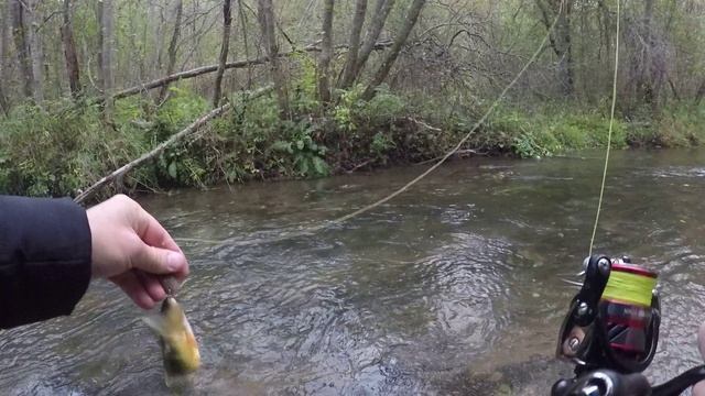 Ловля осенней ФОРЕЛИ в Ленинградской области!