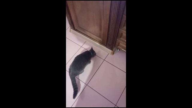 МетемТыкву за обе Щеки! Марсик Уникальный Кот.