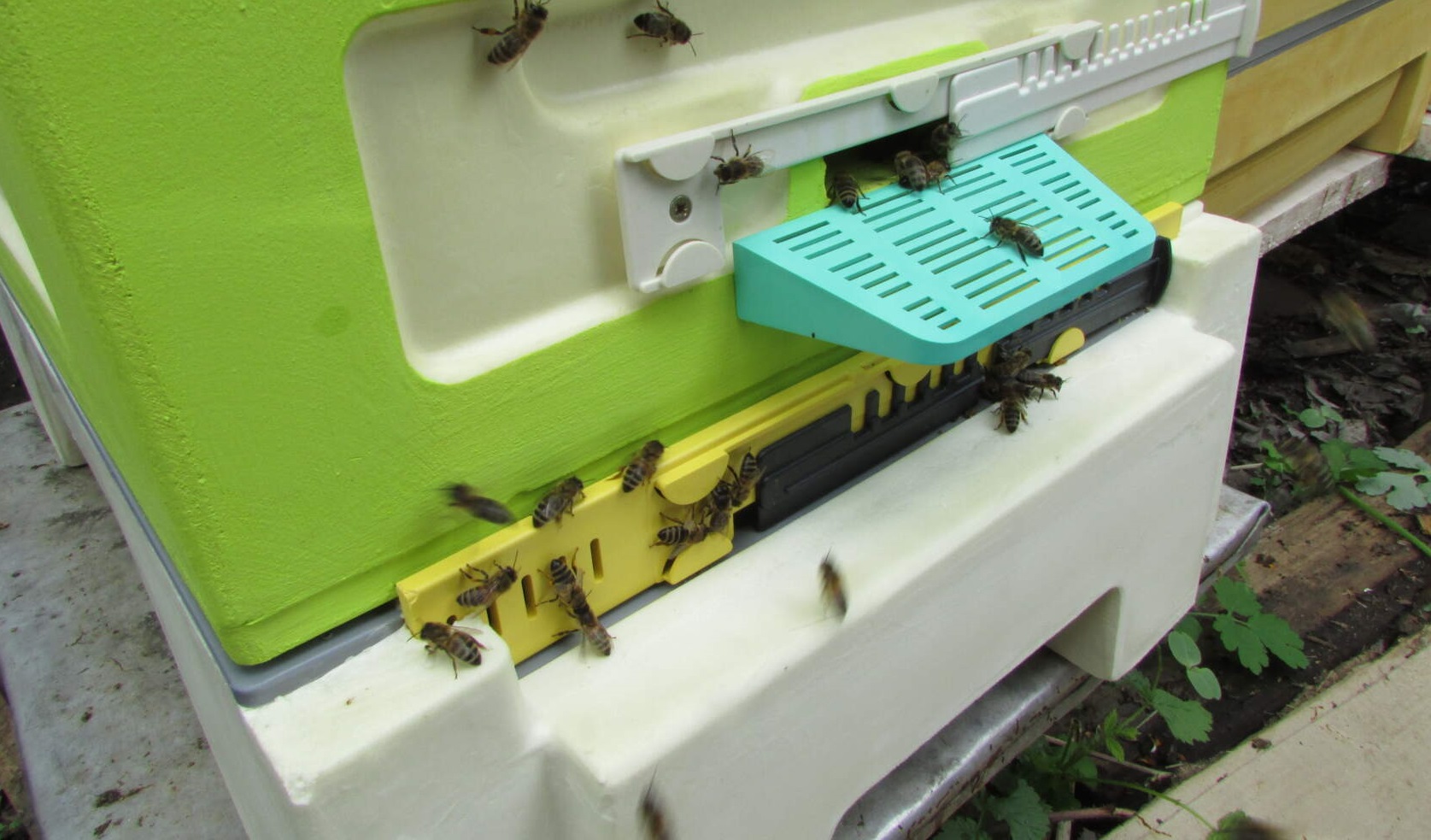 роение пчел в июне - влияние размер летка улья на роение пчел