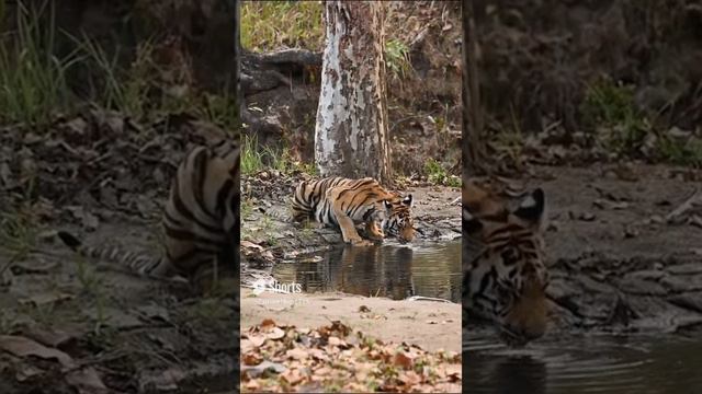 Красивый Хищник.Beautiful predator #natureloverstatus #tiger #predator #wildlife #nature