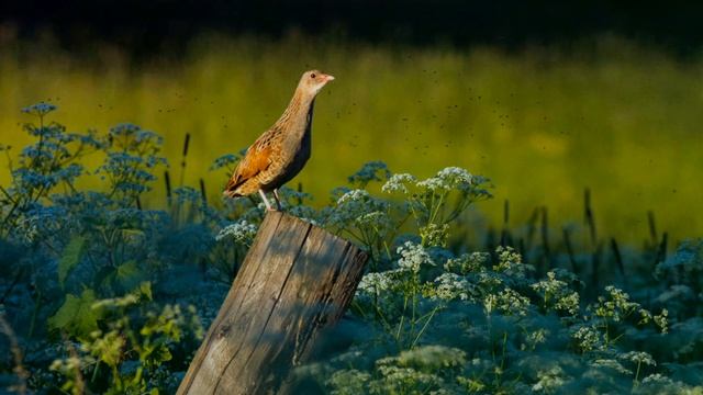 Грусть по лету.mp4