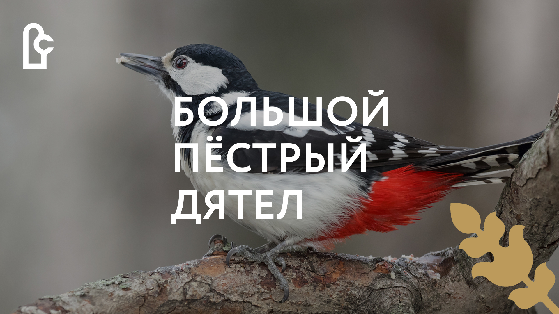 Большой пёстрый дятел