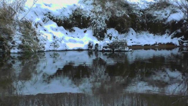 Река Бобр Конец ноября Норка