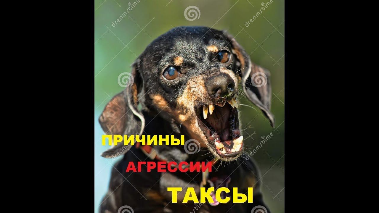 АГРЕССИЯ таксы. Причины. Дрессировка. Новосибирск.