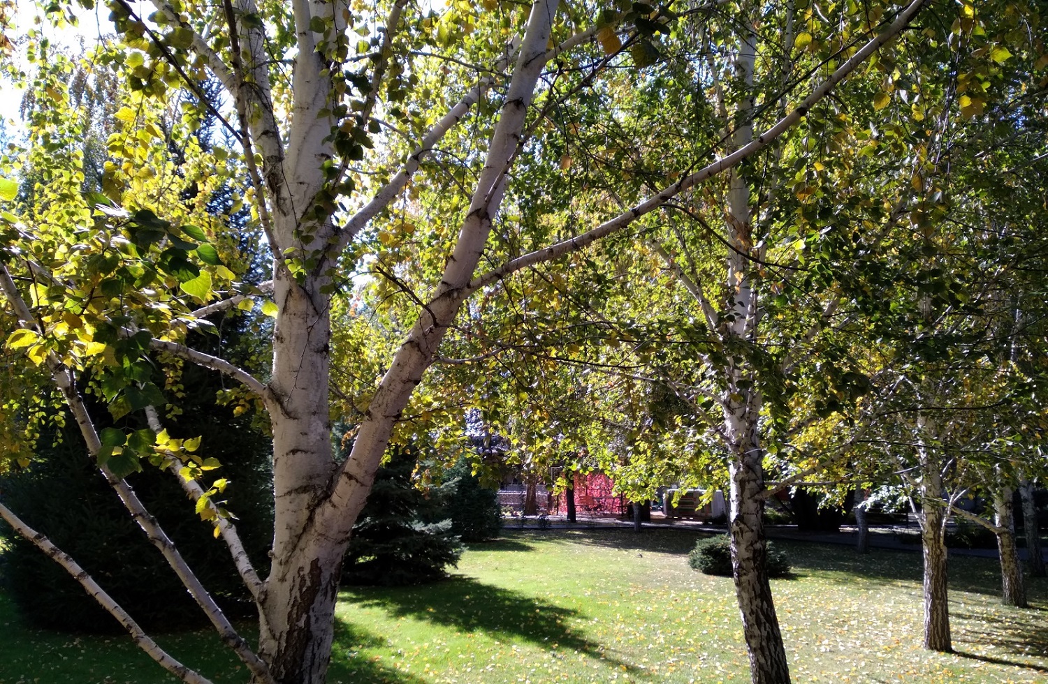 Берёзки в парк-отеле Осинки. Золотая осень!