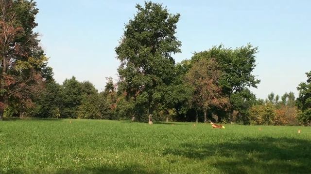 Фризби фристайл - Алия и Ирвин.mp4