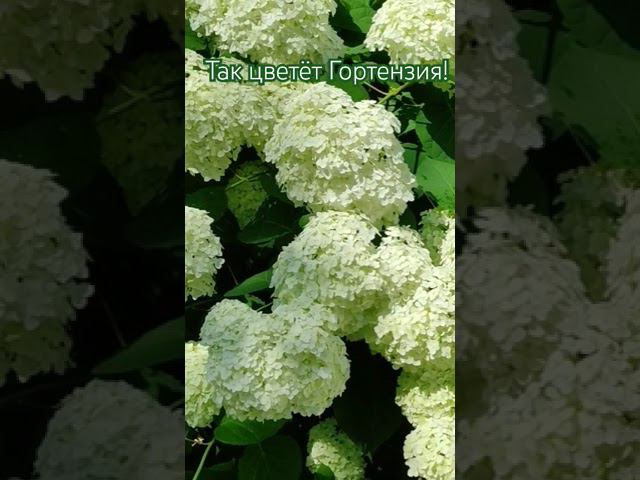 Так цветёт гортензия!
