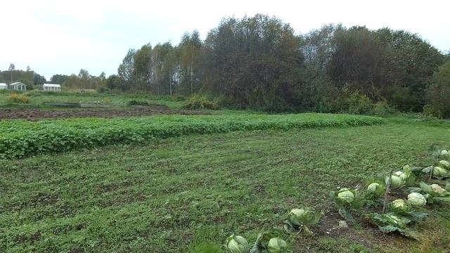 Мотоблок МТЗ последние  полевые работы в  Урожайном огороде 2020