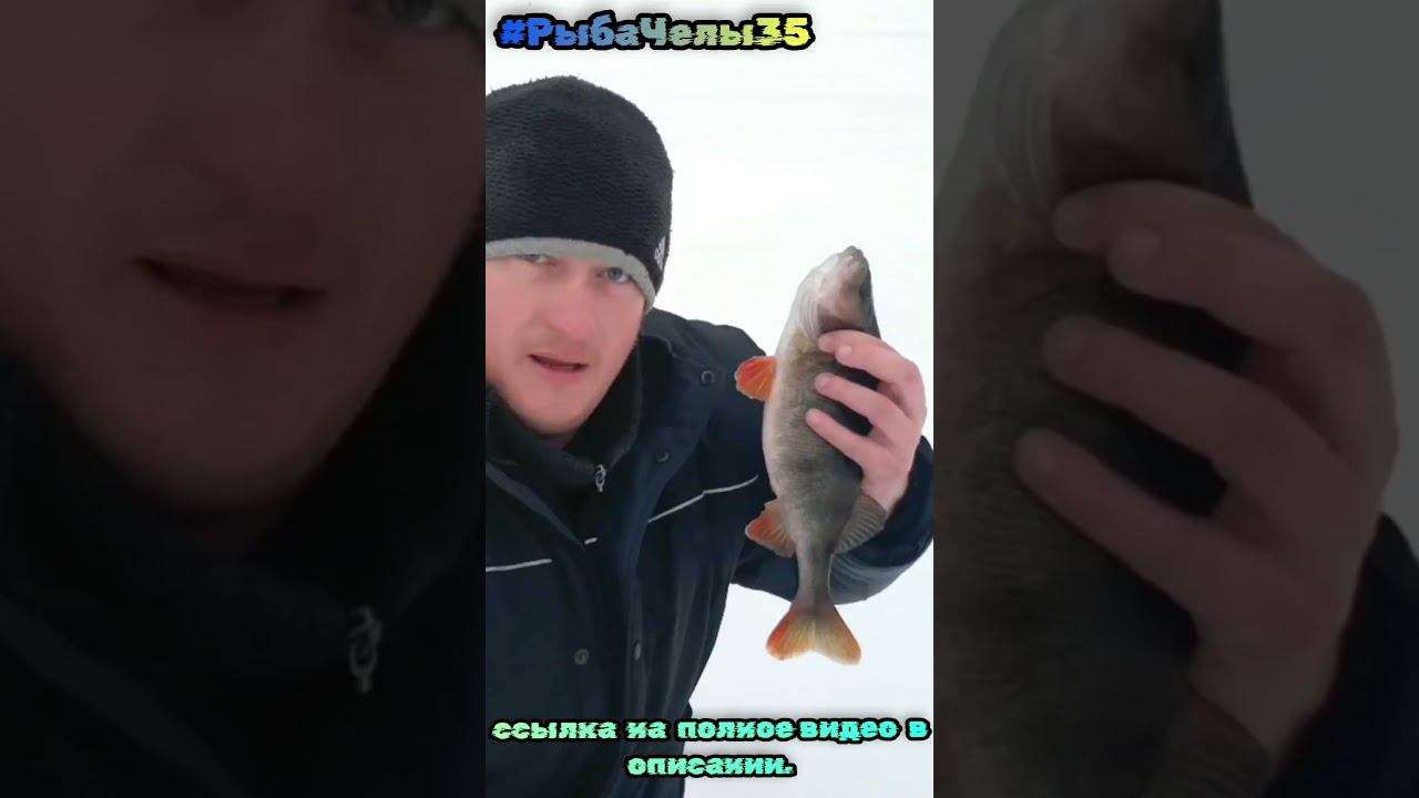 КРУПНЫЙ ОКУНЬ НА ЖЕРЛИЦЫ НА РЫБИНСКОМ ВОДОХРАНИЛИЩЕ