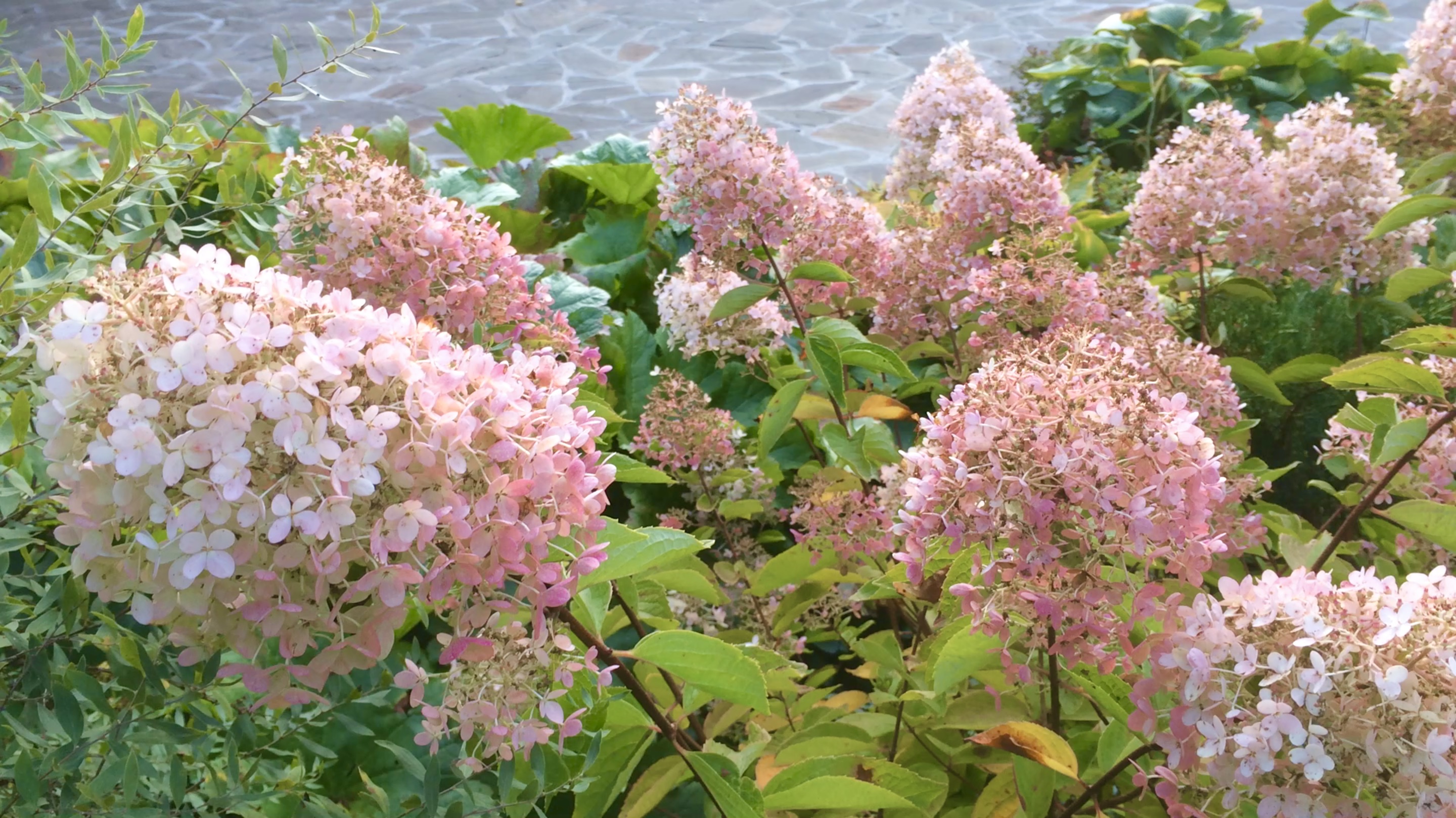 МЕТЕЛЬЧАТЫЕ ГОРТЕНЗИИ. ОСЕННЯЯ ОБРЕЗКА. СДАЧА ЗАЧЕТА.