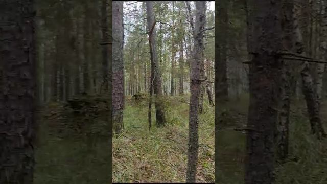 кас, а деда ответил, (ура мы в лесу)