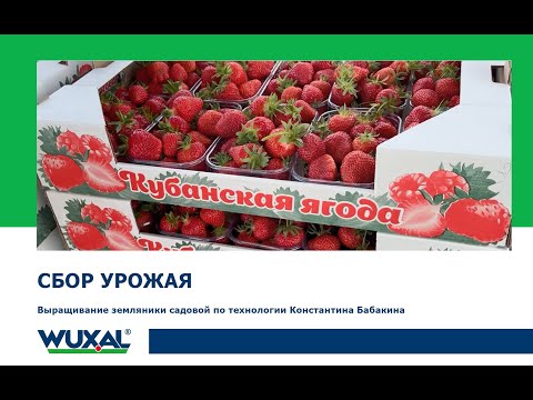 Уборка земляники/Выращивание по технологии Константина Бабакина