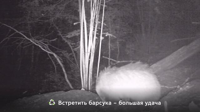 Digital Camp «Зелёный вектор-2»: о животных в городе