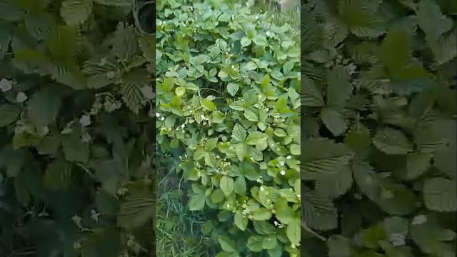 2024 Июнь. Земляника под Петербургом