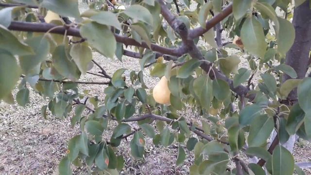 Сорт груши Чижовская