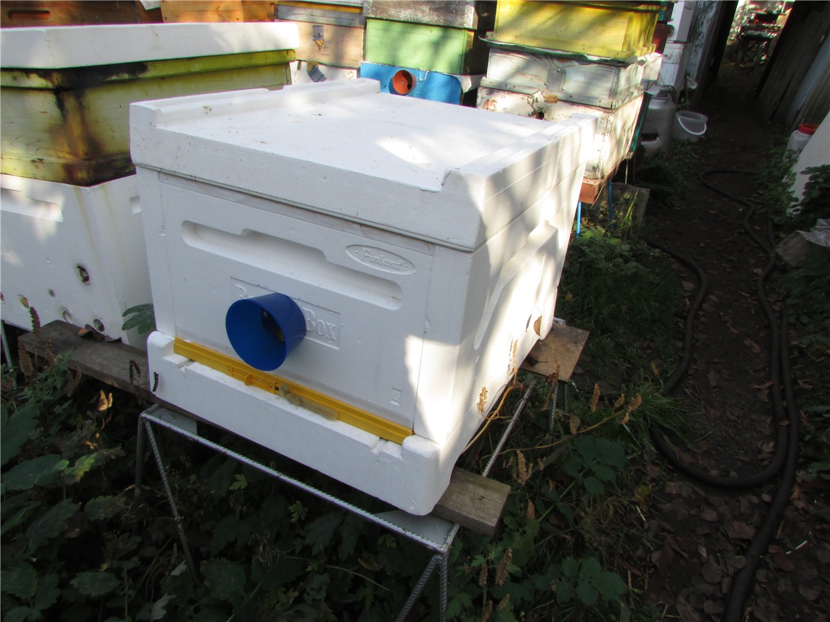 хороший способ подсадки плодной матки к злым пчелам и при смене породы пчел.