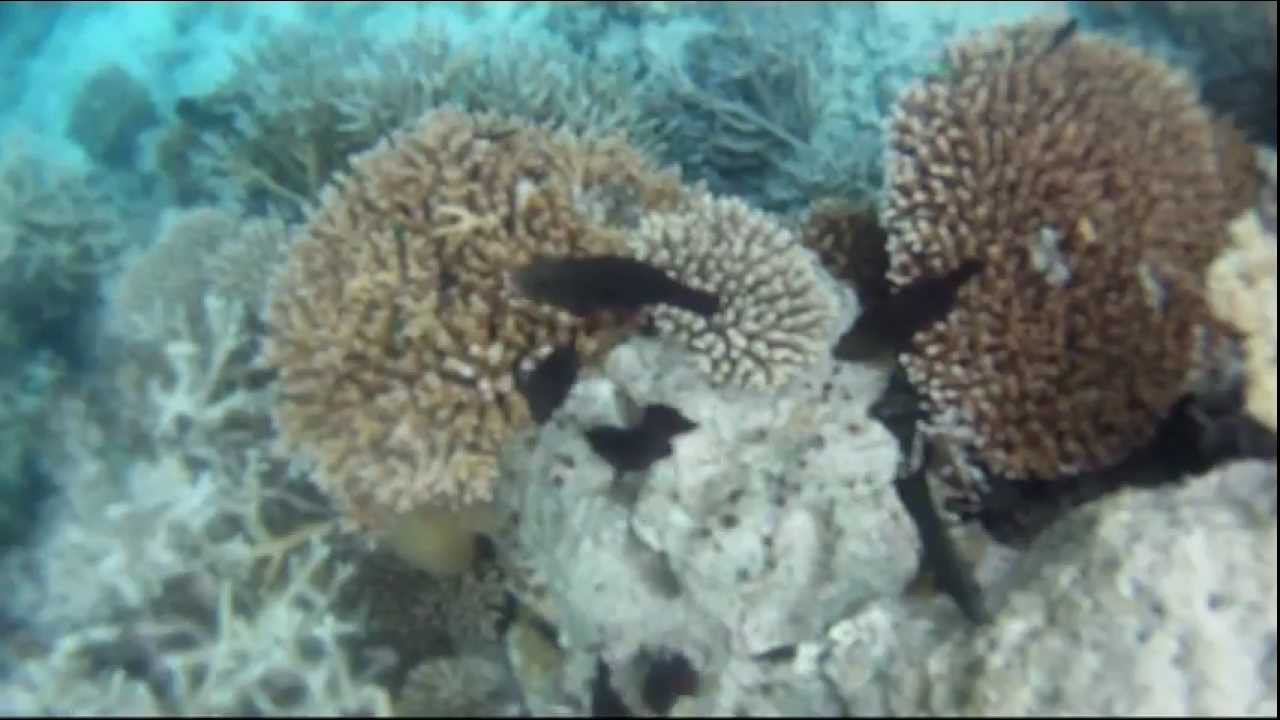 Vilamendhoo, Maldives. Vol.14