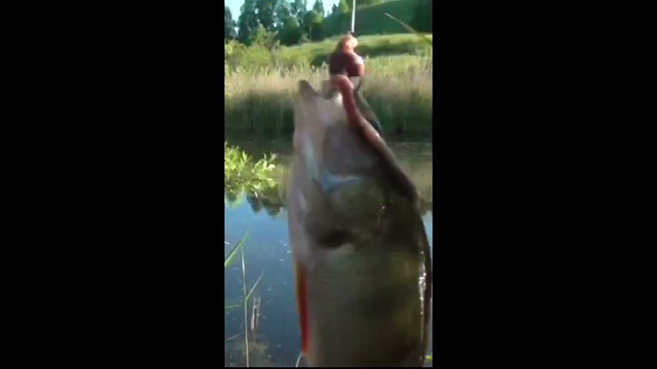 Попался окунь #shorts