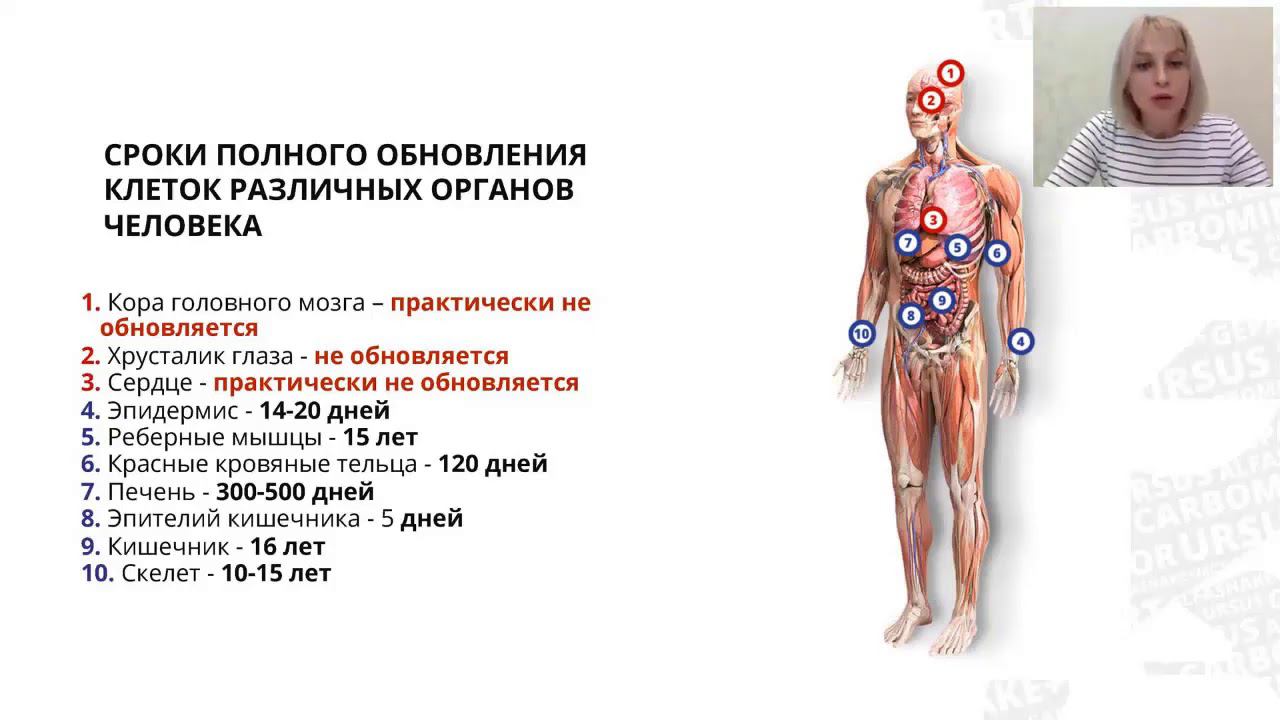 Сроки обновления клеток. Врач С.Орешникова