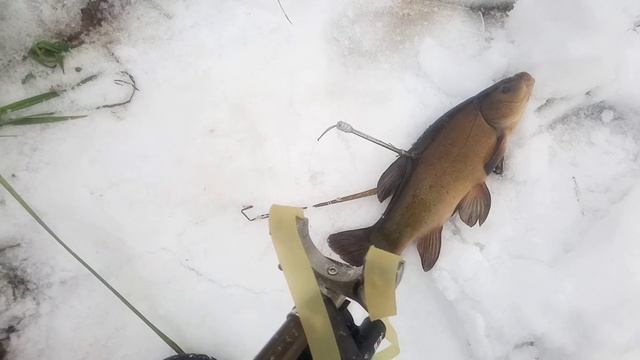 Обзор рогатки-арбалета для рыбалки. Боуфишинг (Bowfishing) или SLINGSHOT FISHING - и рыбалка и охота