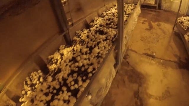 Бизнес в гараже _ Выращивание шампиньонов