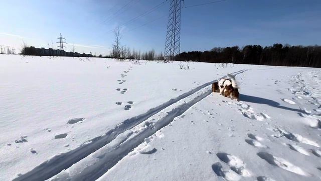 Тедди март 24