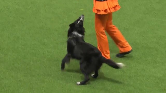 Фристайл собак Чемпионат