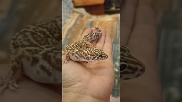 Эублефар малыш Сирень