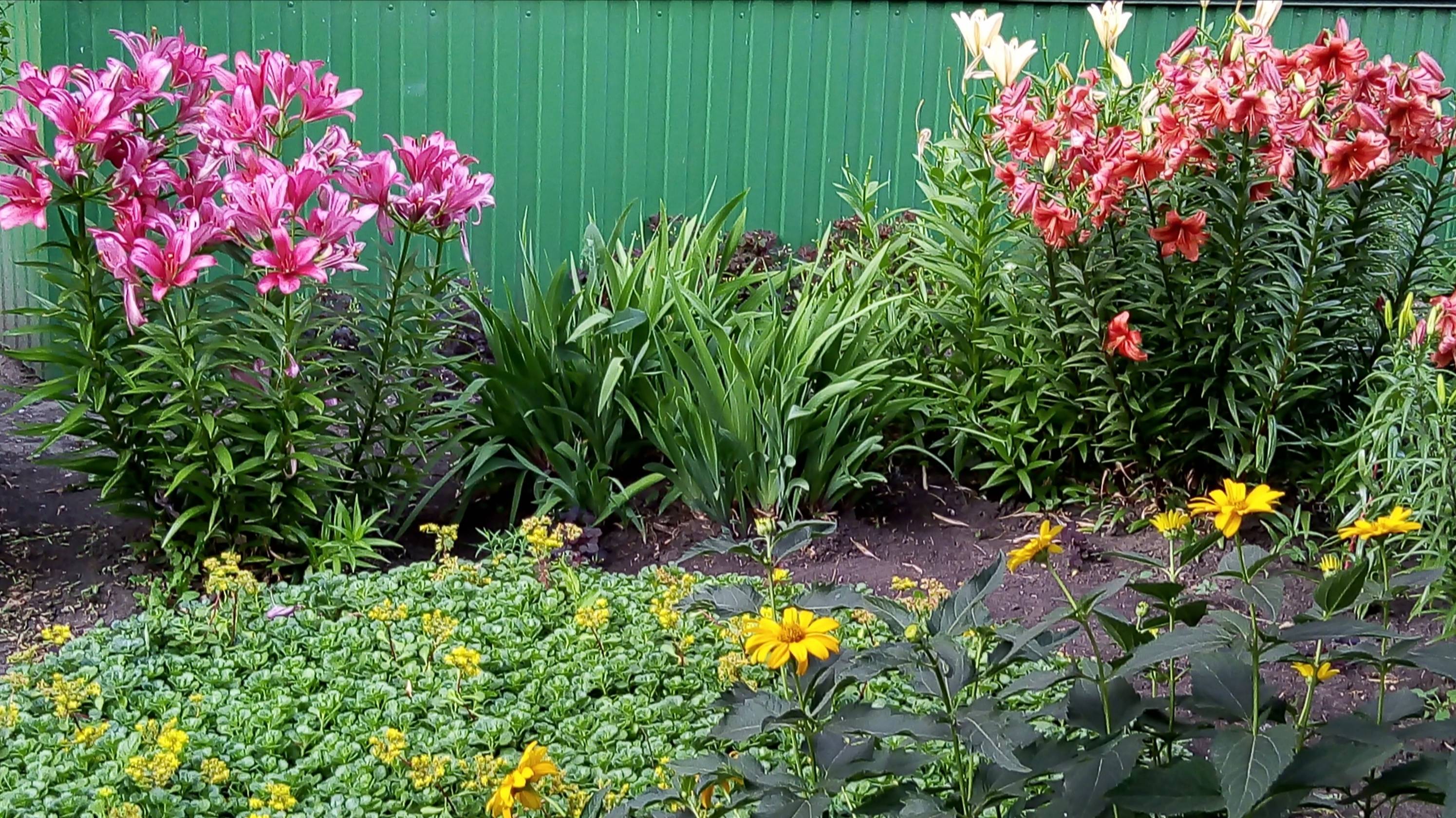 СЕЗОН ЛИЛЕЙНЫХ ЛИЛИЙ в СИБИРИ