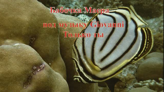 7. Бабочка Маера под музыку Giovanni Только ты HD