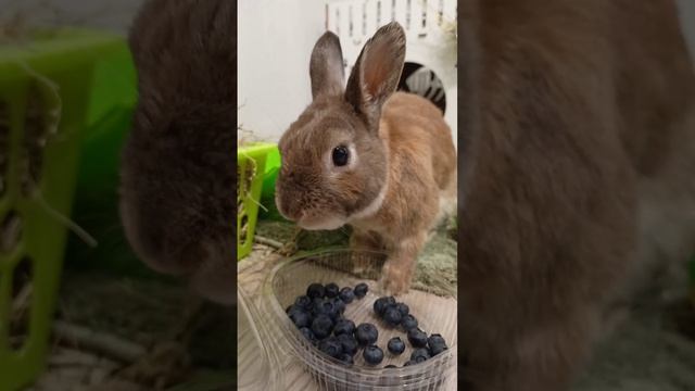 Ирискин и спелая черника