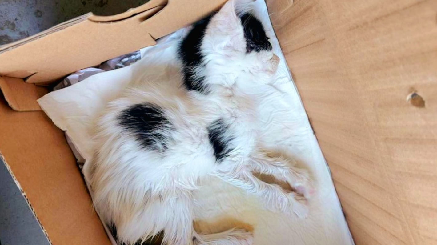 ?Котёнка нашли умирающим | Ветеринары реанимировали | Продолжаем лечить и спасать Милочку?