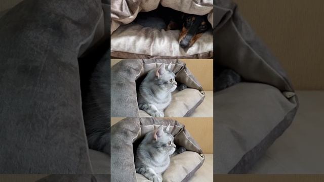 Лежанка-нора для гладкошерстных собак и кошек