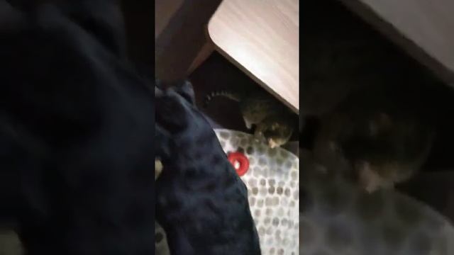 Лабрадор Акира и Кот Масиус. Обычный вечер.